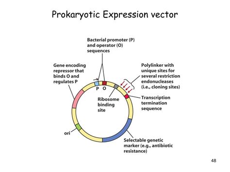 Ppt Characterization Amplification Expression Powerpoint