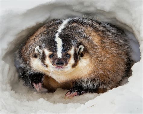 American Badger In Snow Den Photograph By Jerry Fornarotto Fine Art