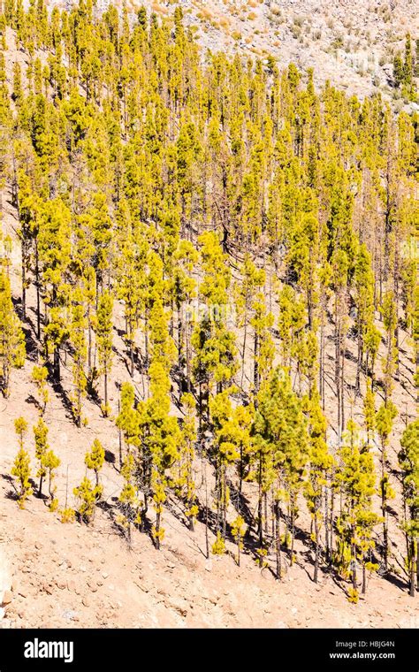 Pine Tree Green Forest Stock Photo Alamy