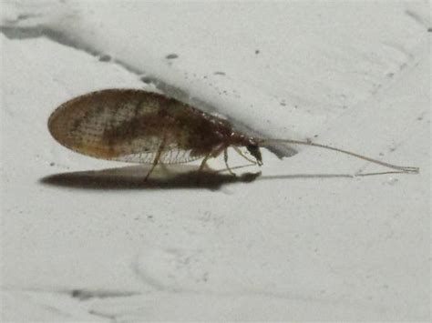 Hemerobiidae Hemerobius Stigma Bugguidenet