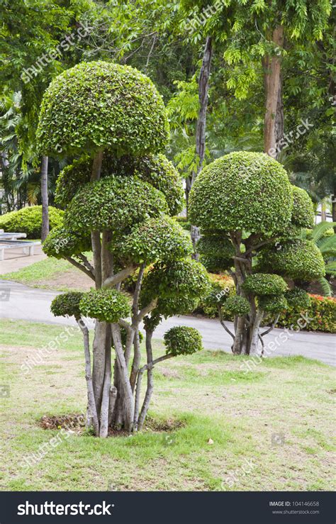Beautiful Dwarf Tree Garden Pattaya City Stock Photo Edit Now 104146658