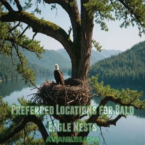Bald Eagle Nest Amazing Facts And Secrets Of Nesting Behavior