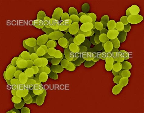 Staphylococcus Aureus Sem Stock Image Science Source Images