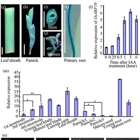 Expression Pattern And Subcellular Localization Of Osarf19ak Gus