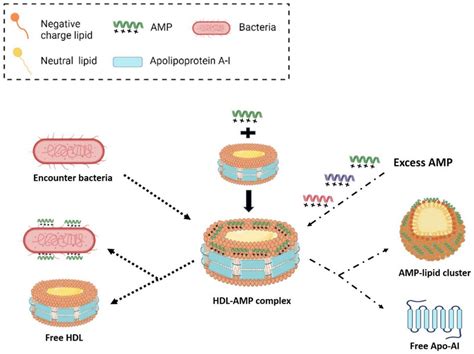Model Of Interaction Of Hdl With Amp And Bacteria Neutral And