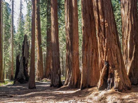 Grove Of Giant Sequoia Trees Stock Image Image Of Forest Group