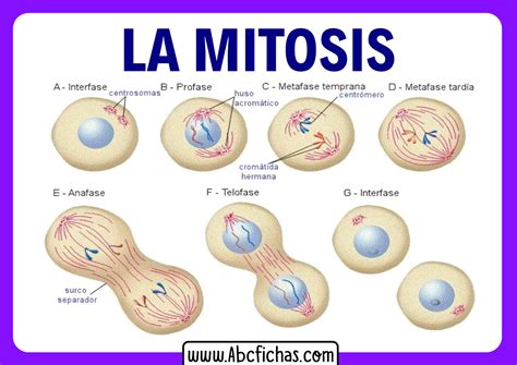 ¿qué Es La Mitosis Las 4 Fases De La Mitosis Explicadas