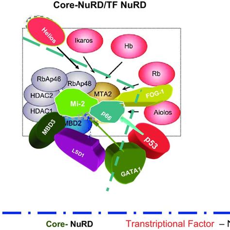 The Core Nurd Complex Transcriptional Factors Nurd And Stemness
