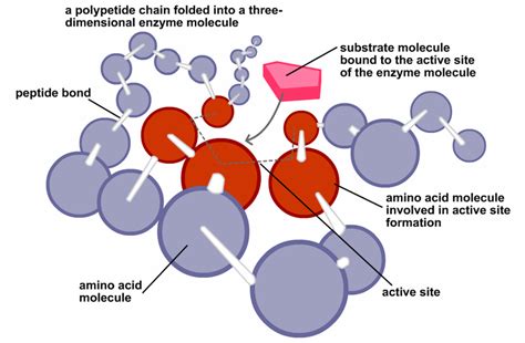Enzyme Molecule Structure