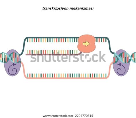 transcription process copying segment dna into stock vector royalty