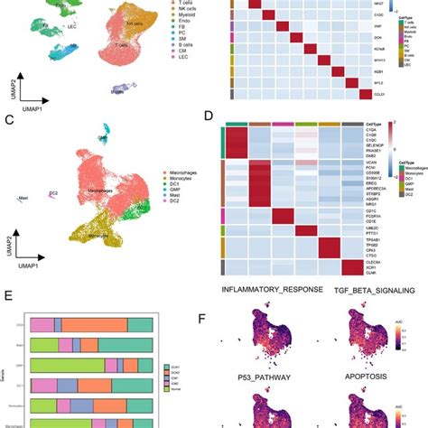 Cell Cell Interaction Analysis Of Macrophages Circos Plots Showing The