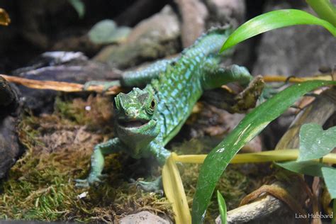 Green Basilisk Lizard Habitat