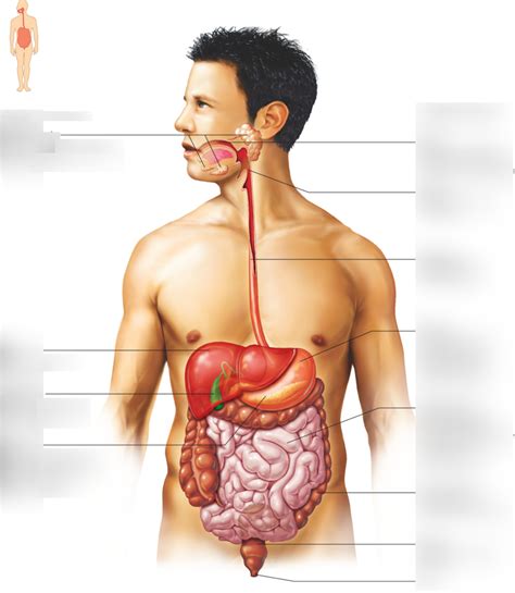 Digestive Organs And Accessory Organs Diagram Quizlet