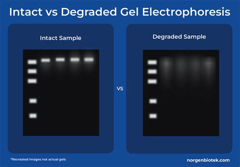 Beyond The Gut The Science Of Stool Analysis Norgen Biotek Corp