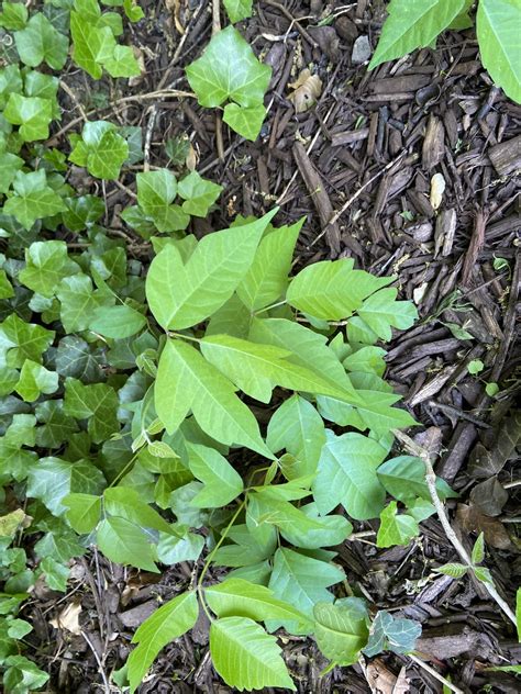 Poison Ivy Identification Help Rgardening