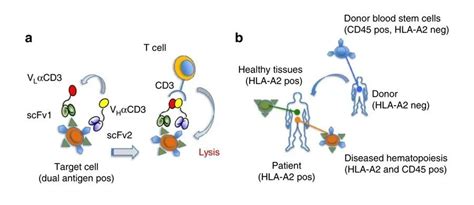 Bites And Car T之后，t细胞免疫疗法新突破！ 金斯瑞