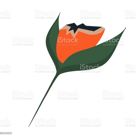 흰색 배경에 고립 된 보호 꽃 그림 엽서 포스터를 위한 녹색 잎에 밝은 빨간 싹 벡터 그래픽 녹색에 대한 스톡 벡터 아트 및 기타 이미지 Istock
