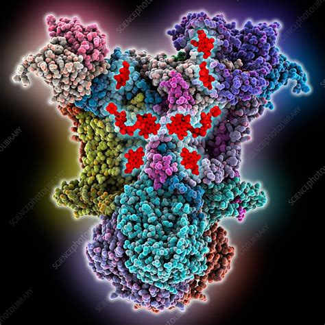 Cytochrome Bc1 Complex Stock Image C0355419 Science Photo Library