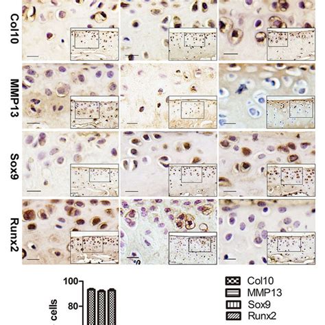 Protein Expression Of Col2 Col10 Mmp13 Sox9 And Runx2 In Articular