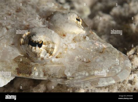 Longsnout Flathead Thysanophrys Chiltonae Longnose Crocodilefish