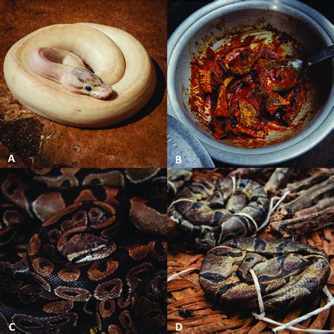 Varying Commodities Of Ball Pythons Python Regius A Leucistic Morph
