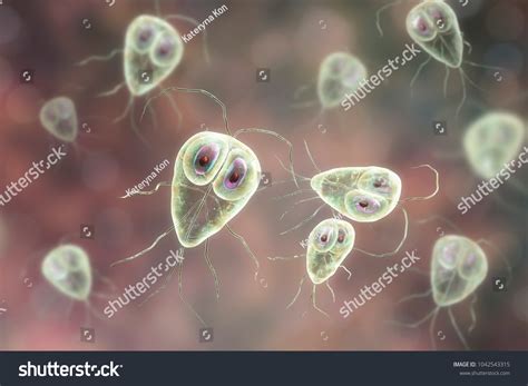 Giardia Lamblia Protozoan Causative Agent Giardiasis Stock Illustration 1042543315 Shutterstock