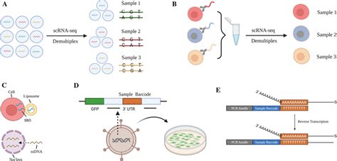 Schematic Overview Of Five Sample Multiplexing Strategies Used For