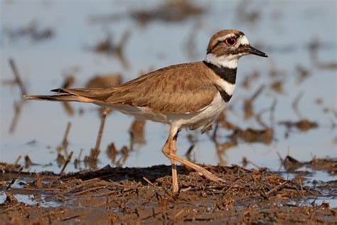 35 Facts About Killdeer