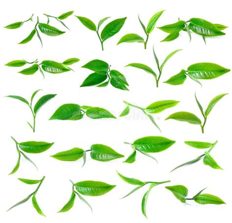 Teeblatt Stockfoto Bild Von Sommer Platz Nahaufnahme 48444190