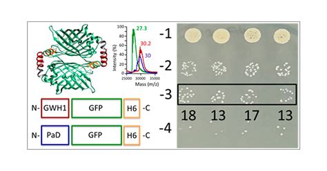 Developing Protein Antitumoral Drug Nanoconjugates As Bifunctional Antimicrobial Agents Acs