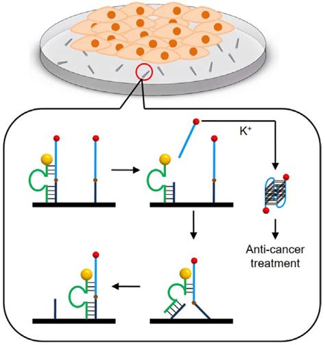 Drug Delivery Using Dna Walker The Bumsoo Han Research Group