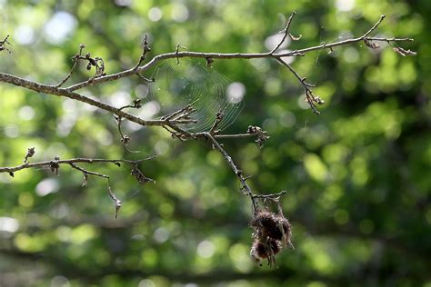 Buzz Off Wasps Wreak Havoc On Albanias Chestnuts The Citizen