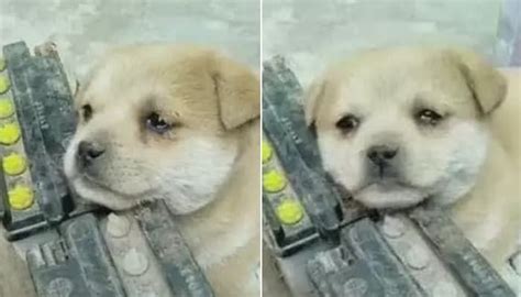 어미와 떨어져 지내야만 하는 현실 너무 슬퍼 매일 눈가에 눈물 글썽거리는 새끼 강아지