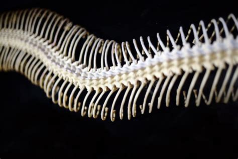 Python Skeleton