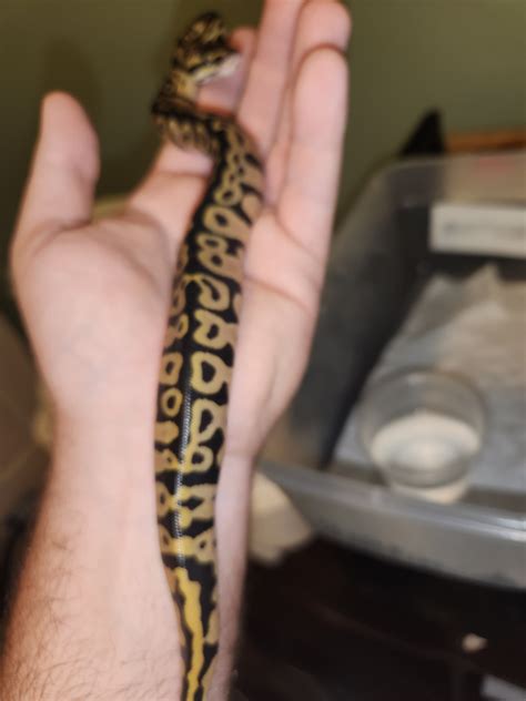 Help Identifying Hatchlings Ball Pythons MorphMarket Reptile Community