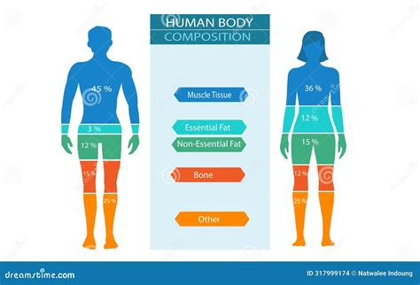 Comparison Of Healthy Male And Female Body Composition Human Body Composition Chart Vector