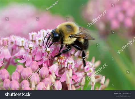 34 Rusty Patch Bumble Bee Images Stock Photos Vectors Shutterstock