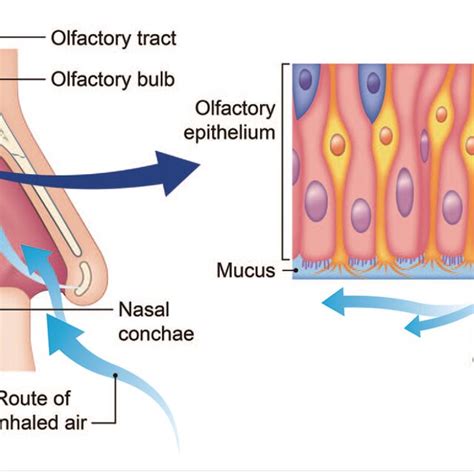 Anatomy Of The Olfactory System And The Tissue Structure And Cells
