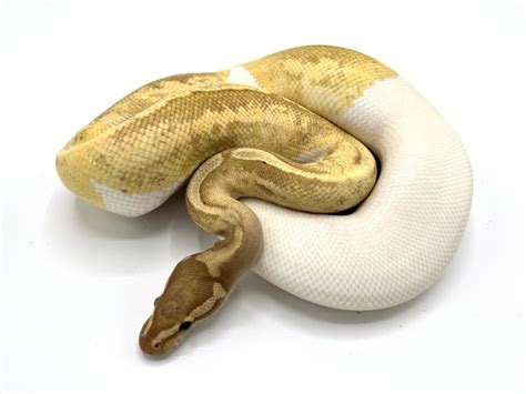 ghi coral glow pied breeder royal constrictor designs