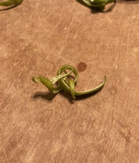 My First Attempt At A ‘bug Garnish Vs My Second Attempt Rcocktails