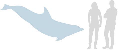 Common Bottlenose Dolphin Facts Ocean Conservation Society