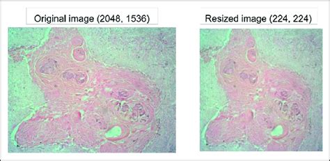 original and resized image download scientific diagram