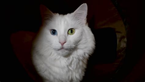 460 Downy Hair Stock Video Footage 4k And Hd Video Clips Shutterstock