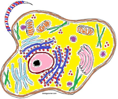Animal Cell Coloring Sheet