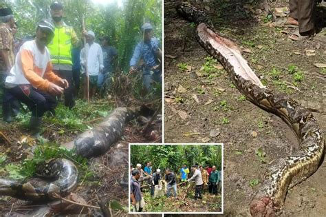 Indonesian Woman Found Dead Inside Monster Python After Missing For