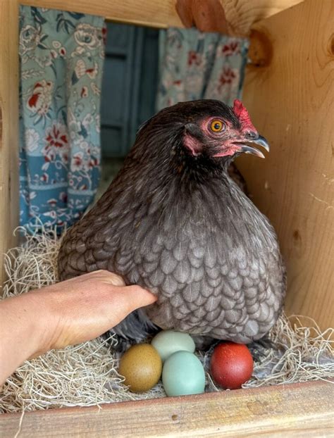 The Best Way To Break A Broody Hen And How To Prevent It ~ Homestead
