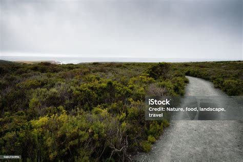 해안을 따라 하이킹 코스 몬타나 데 오로 블러프 트레일 캘리포니아 경관에 대한 스톡 사진 및 기타 이미지 경관 관광 관목 Istock