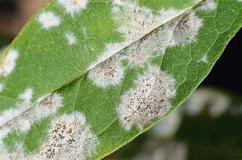 Treat Powdery Mildew Using Homemade And Organic Remedies