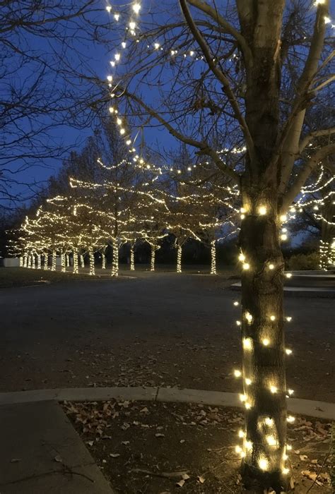 Best Way To Wrap Lights On Outdoor Trees Outdoor Lighting Ideas