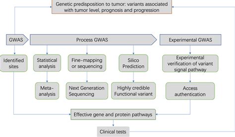 Flowchart Of Gwas Using Gwas To Simultaneously Screen Hundreds Of Download Scientific Diagram